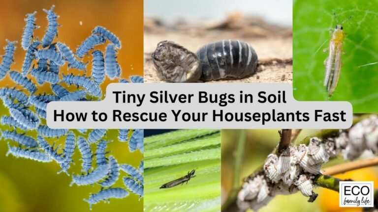 Tiny Silver Bugs in Soil | How to Rescue Your Houseplants Fast - Eco ...