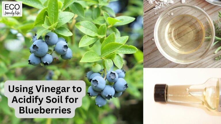 Using Vinegar to Acidify Soil for Blueberries | Quick Guide - Eco ...