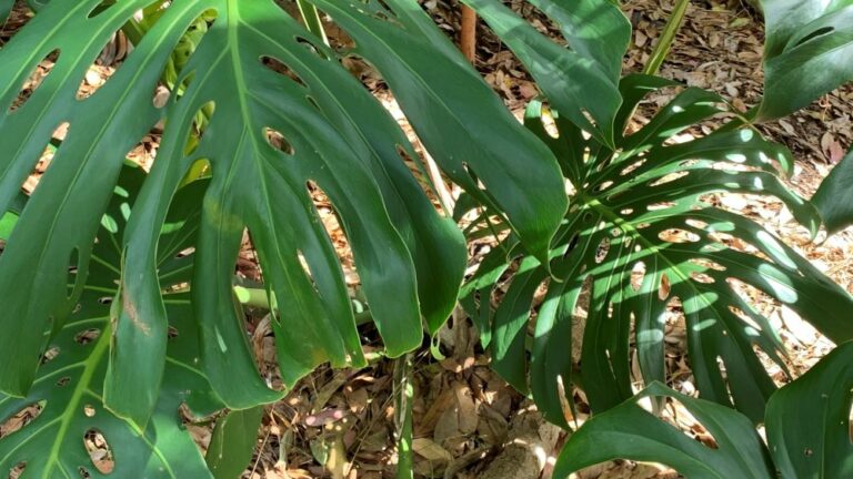 Growing Monstera Deliciosa Outside in Summer | Easy Tips - Eco Family Life