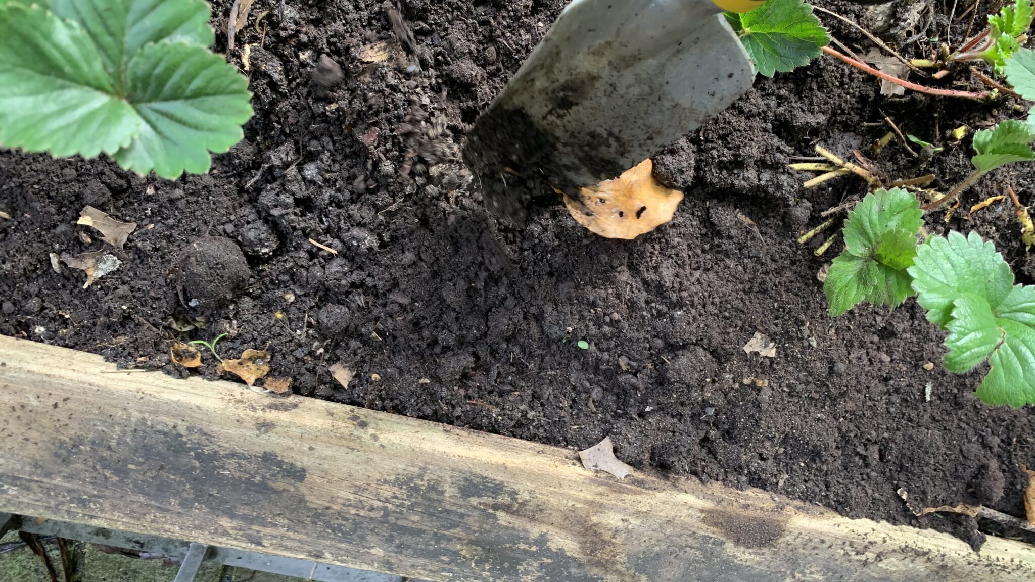 Best Compost for Strawberries: Top Tips Boost Your Harvest - Eco Family ...