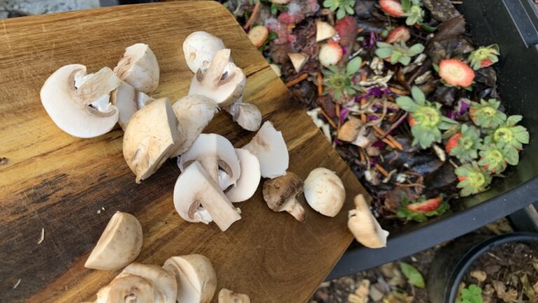 Can I Compost Mushrooms? | Is it Good or Bad for Your Compost Bin ...