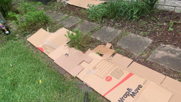 Mulching with Cardboard | Ultimate Beginners Guide - Eco Family Life