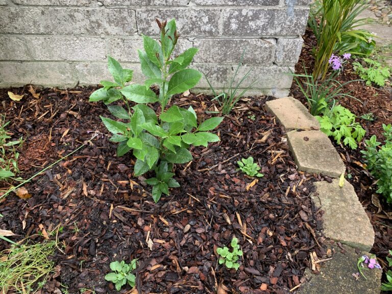 Can Mulch Go Bad? | How to Fix Moldy Mulch - Eco Family Life