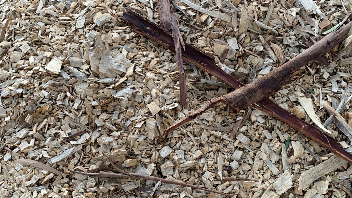 Pros and Cons of Eucalyptus Mulch | A Simple Guide - Eco Family Life