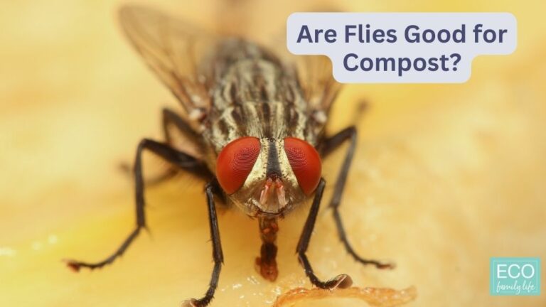 Are Flies Good for Compost? | The Truth About Their Role - Eco Family Life