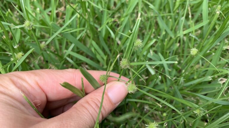 How to Get Rid of Grass Seed Heads: Easy Methods for Your Home Garden ...